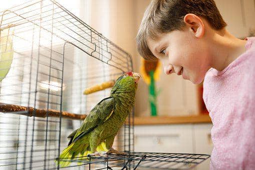 7 Rekomendasi Sangkar Burung Unik, Harga Mulai 18 Ribuan! | IDN Times