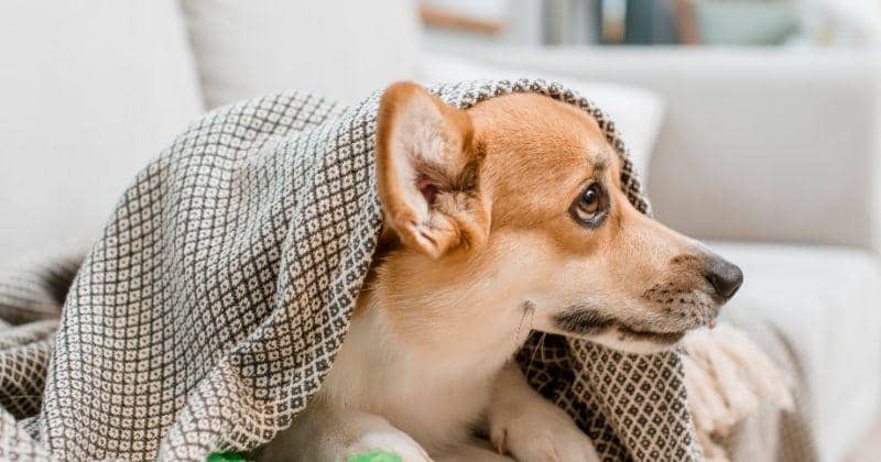 7 Penyebab Anjing Tidak Mau Makan, Salah Satunya Stres | Popmama.com