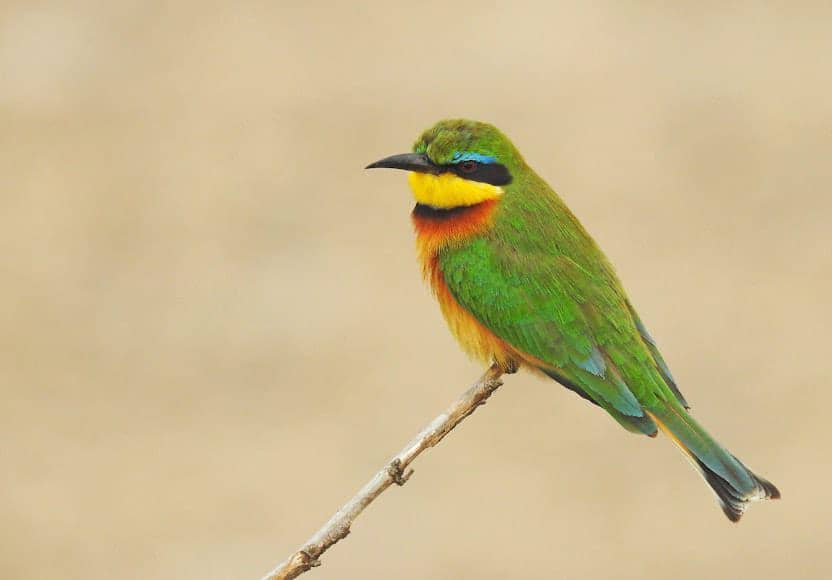 5 Burung dengan Kicauan Paling Populer, Ada yang Bisa Nyanyi | IDN Times