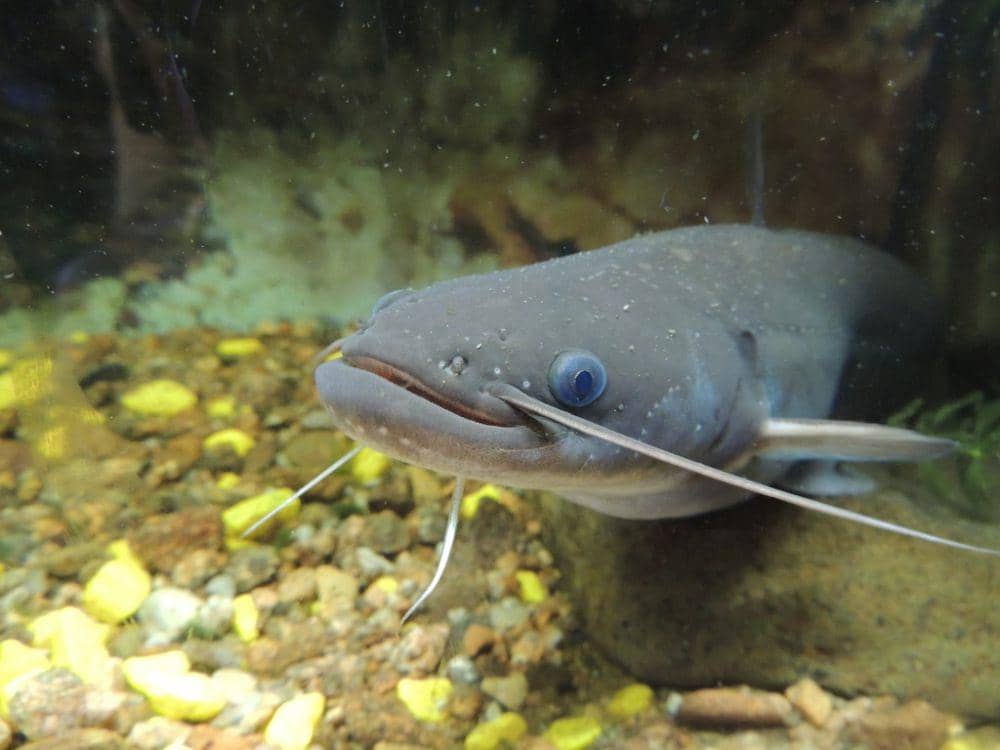5 Fakta Menarik Ikan Lele Jepang, Sangat Aktif di Malam Hari | IDN Times