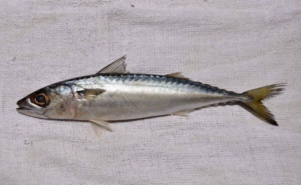 5 Fakta Unik Ikan Salem, Kerabat Tuna Berukuran Kecil | IDN Times