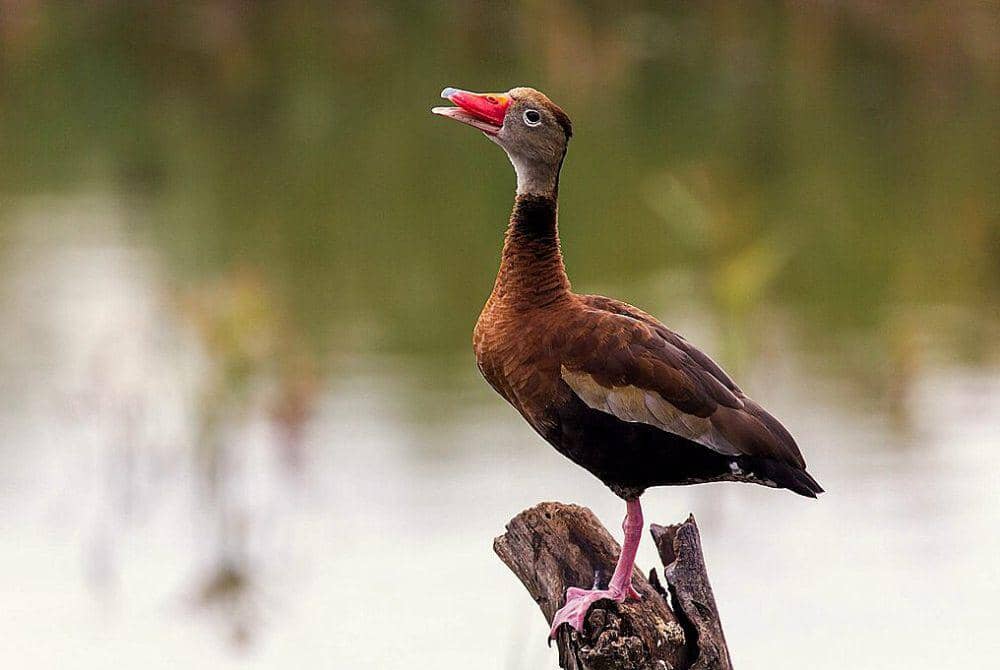 7 Fakta Terunik Belibis, Burung Air yang Sering Dikira Bebek | IDN Times