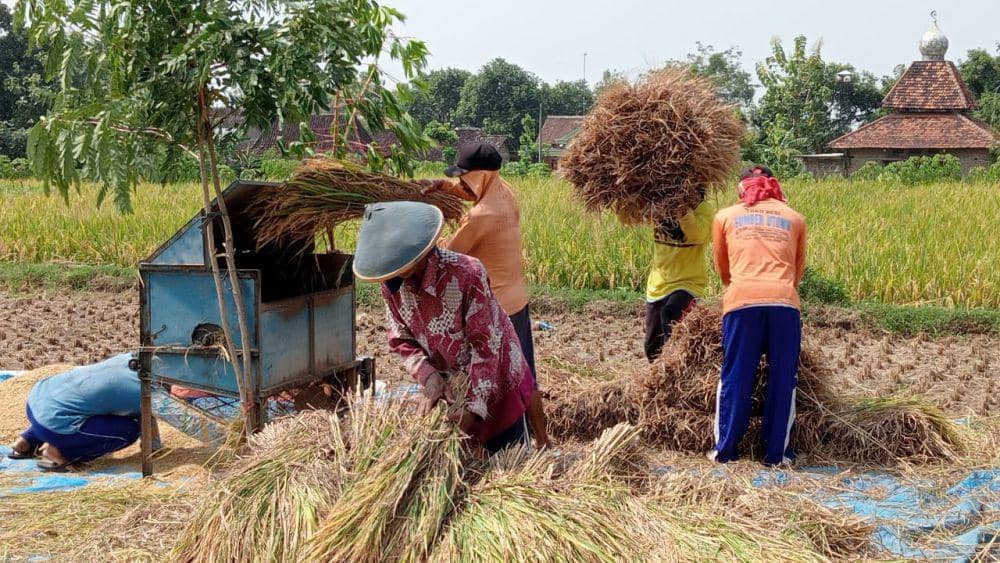 Panen Raya, Harga Gabah di Magetan Masih di Bawah HPP | IDN Times Jatim
