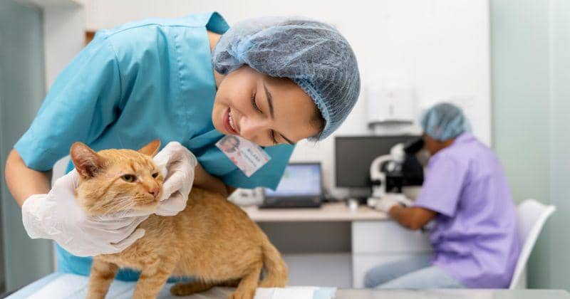 12 Klinik Hewan Terdekat di Semarang, Banyak Fasilitas | Popmama.com