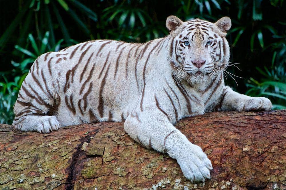 5 Fakta Harimau Putih, si Kucing Besar yang Bernasib Tragis | IDN Times