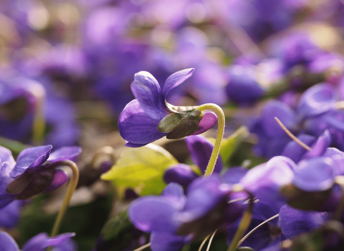 Manfaat Bunga Violet dalam Aromaterapi | IDN Times Sulsel