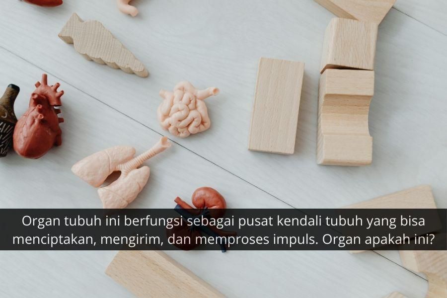 [QUIZ] Tebak Fungsi Organ Tubuh Manusia, Mestinya Tahu | IDN Times