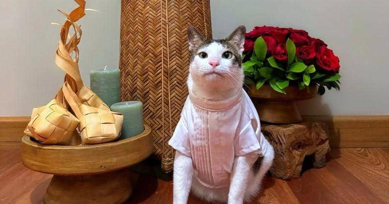 Bobby Kucing Prabowo Pakai Baju Koko pada Lebaran 2025 | Popmama.com