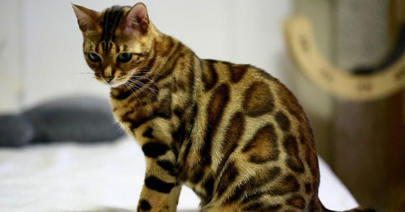 Cara Bikin Denah Tempat Duduk Kelas Pakai Canva, Praktis! | IDN Times