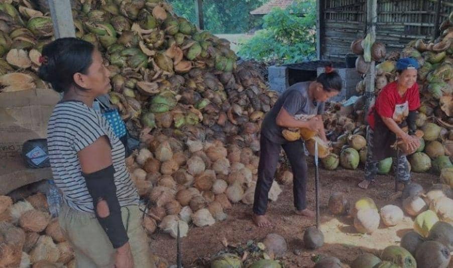 Petani di Tabanan Ungkap Penyebab Harga Kelapa Mahal | IDN Times Bali