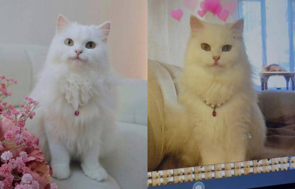 Kenalan dengan Gumi Kucing Viral yang Jadi Tren di TikTok | IDN Times