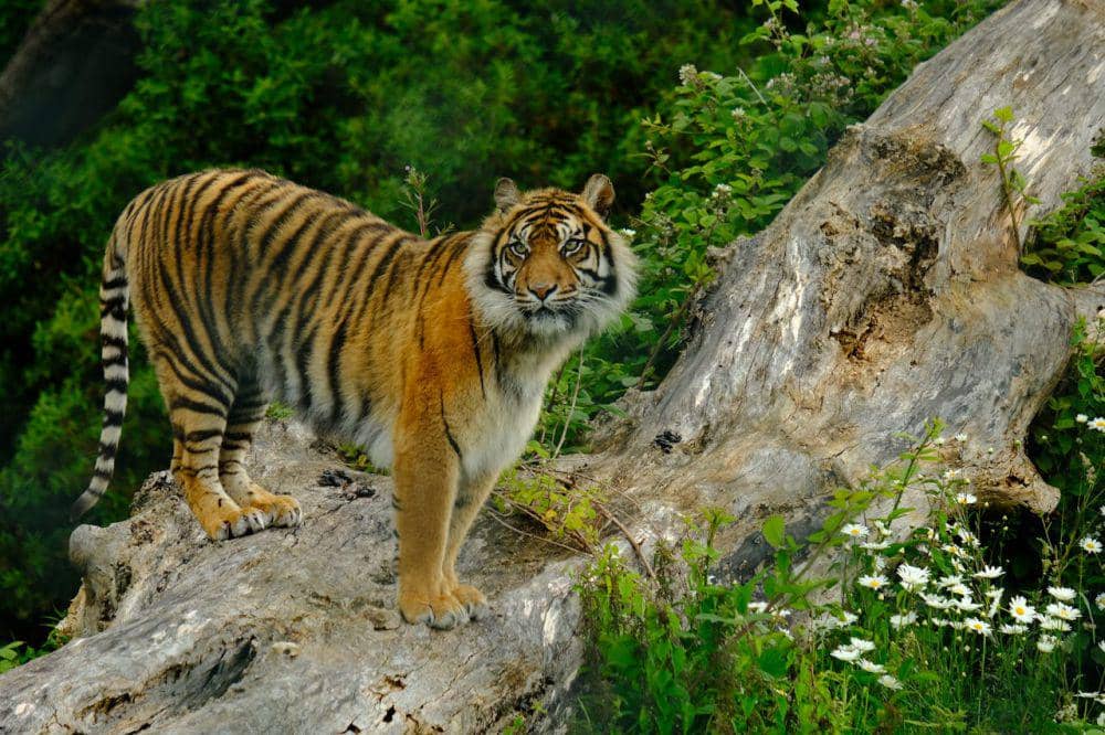 Warga Gayo Lues Diduga Diserang Harimau Sumatera | IDN Times Sumut