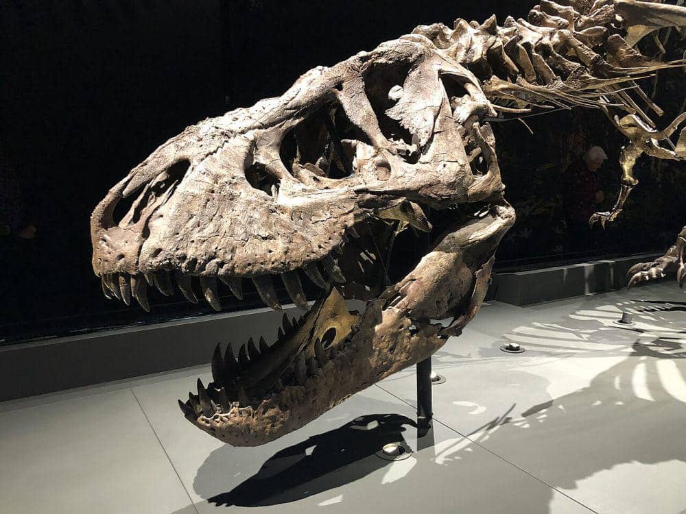 5 Negara dengan Penemuan Fosil Dinosaurus Terbanyak | IDN Times