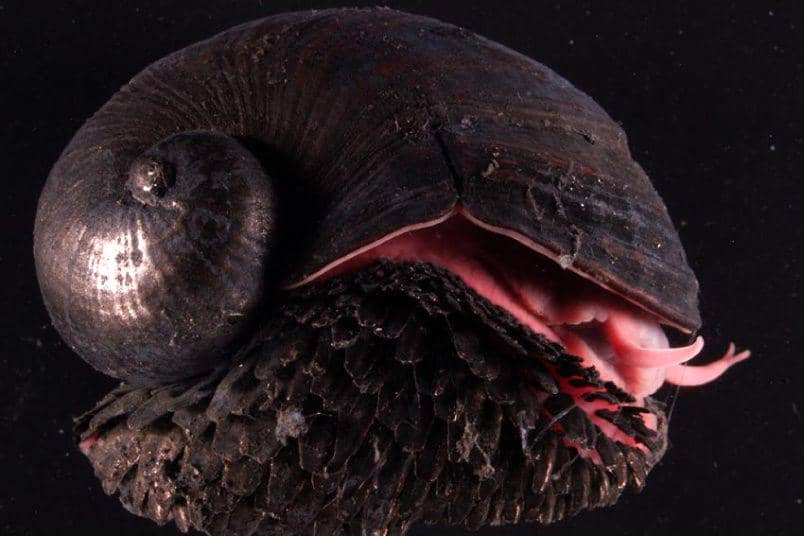 5 Fakta Unik Siput Gunung Berapi, Gak Pernah Makan? | IDN Times