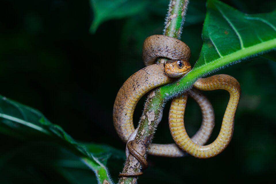 5 Fakta Ular Siput, Si Kecil Spesialis Pemburu Moluska | IDN Times