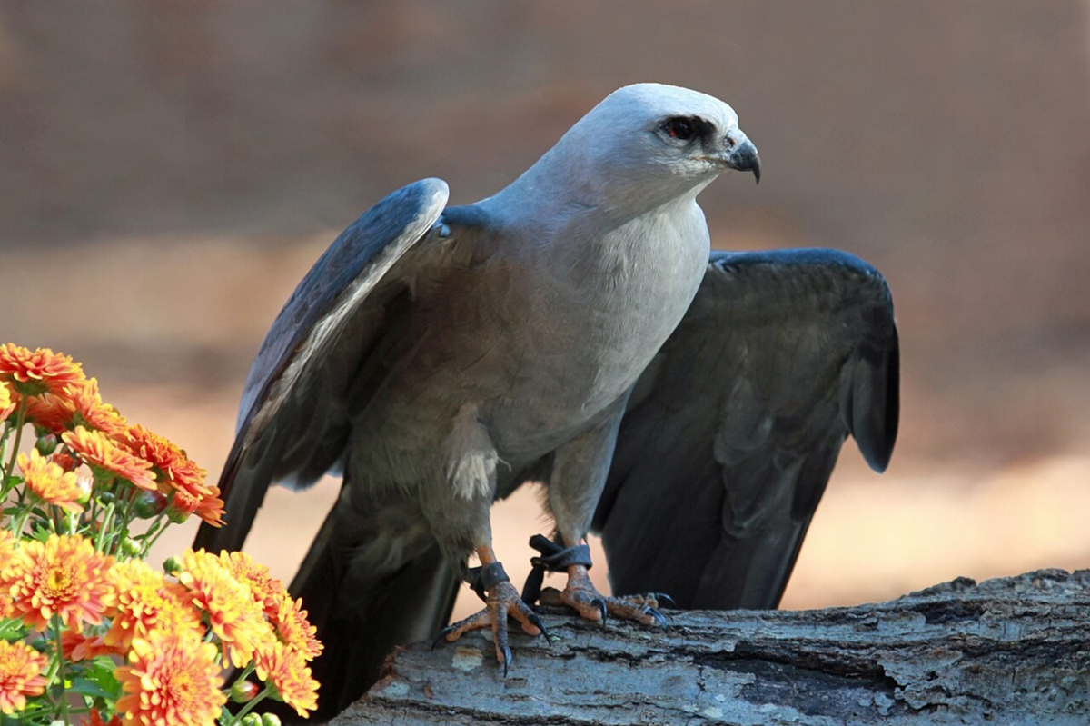 Biodata dan Profil Fitri Salhuteru, Mantan Sahabat Nikita Mirzani | Popmama.com