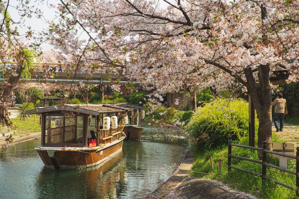 Prediksi Waktu Mekar Sakura 2026 di Jepang | IDN Times
