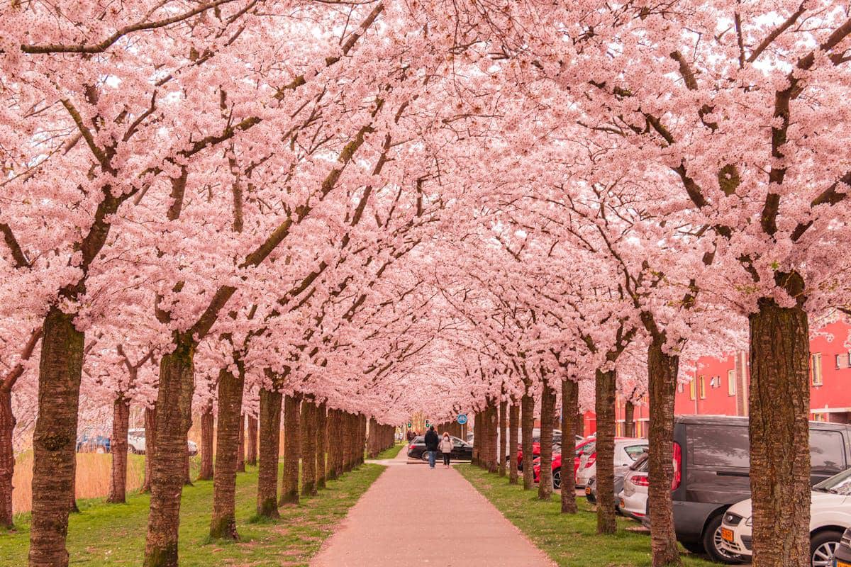 Kapan Bunga Sakura Mekar di China? | IDN Times