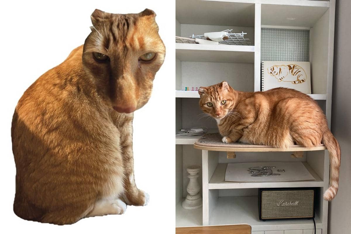 7 Fakta Kucing Oren Jjaemu Viral di Game Brush Jjaemu | IDN Times