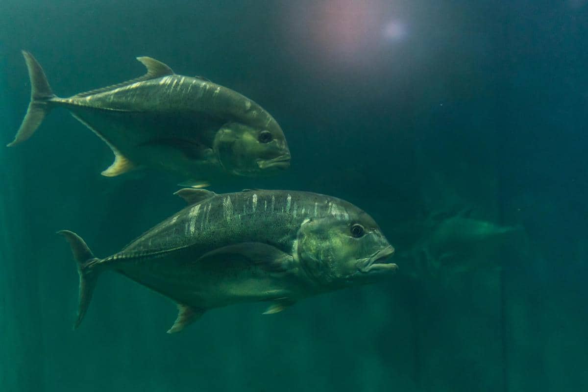 Protein Antibeku pada Ikan Laut Antartika | IDN Times