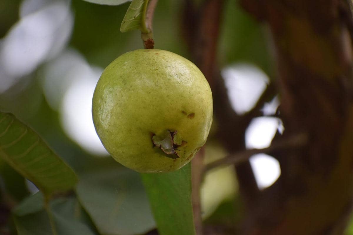 8 Pohon Buah yang Bisa Ditanam dari Biji | IDN Times
