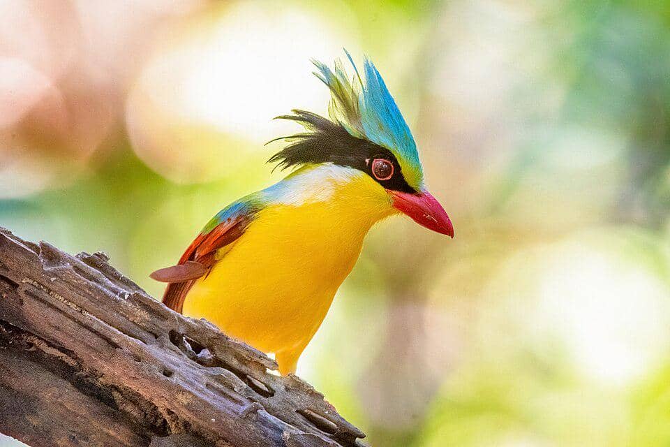 Fakta Indochinese Green-Magpie, Burung Hutan Tropis | IDN Times