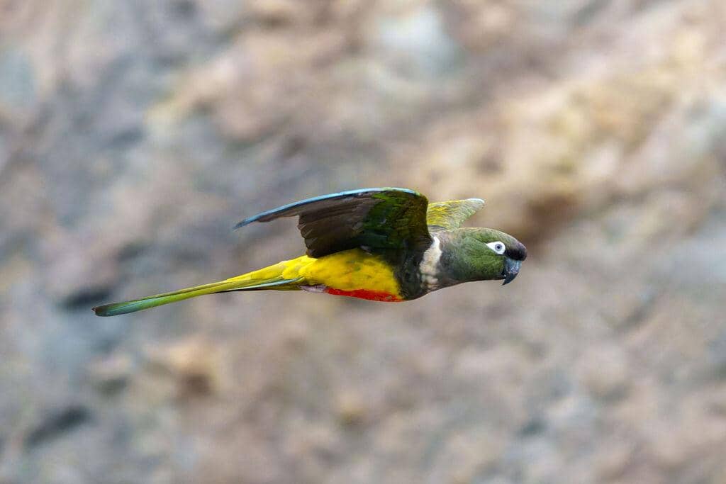 Fakta Burrowing Parakeet, Parkit Penggali dari Patagonia | IDN Times