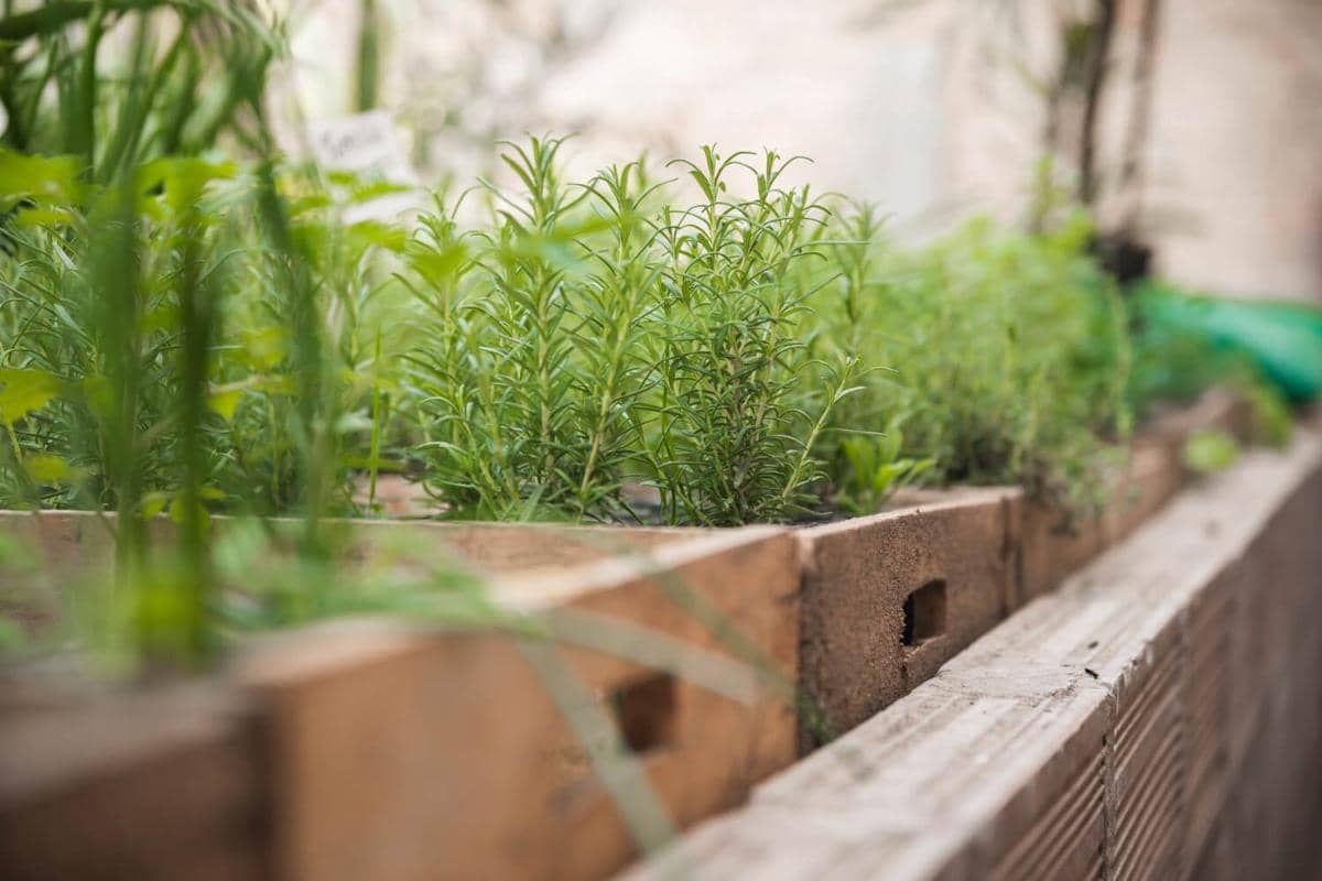 8 Tanaman Herba yang Cocok Ditanam di Raised Bed | IDN Times