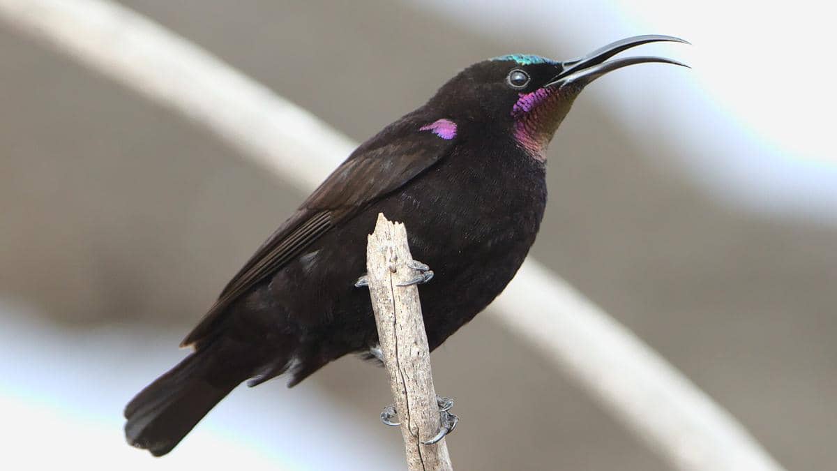 Fakta Amethyst Sunbird, Burung Asal Afrika | IDN Times