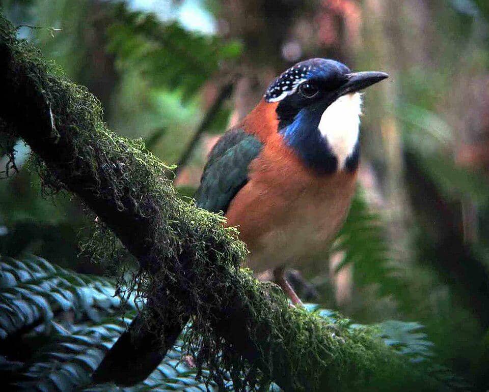 Fakta Pitta-like Ground-Roller, Burung Langka Madagaskar | IDN Times