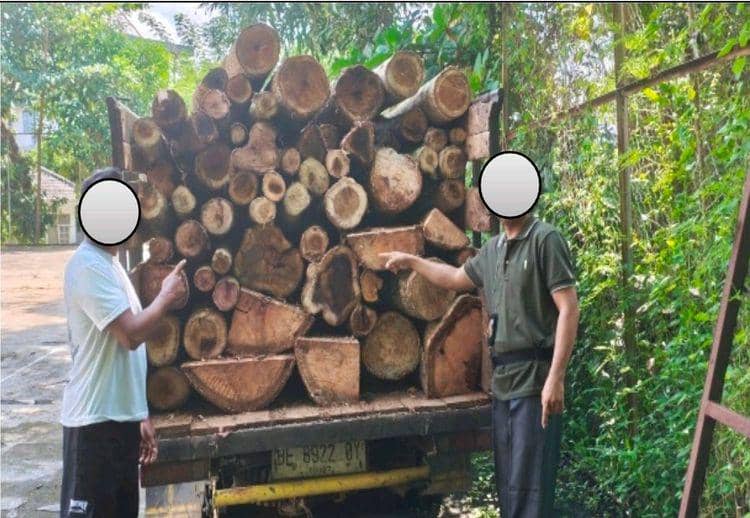 Tebang Pohon Hutan Lindung, Dua Pembalak Liar di Lamsel Diciduk | IDN ...