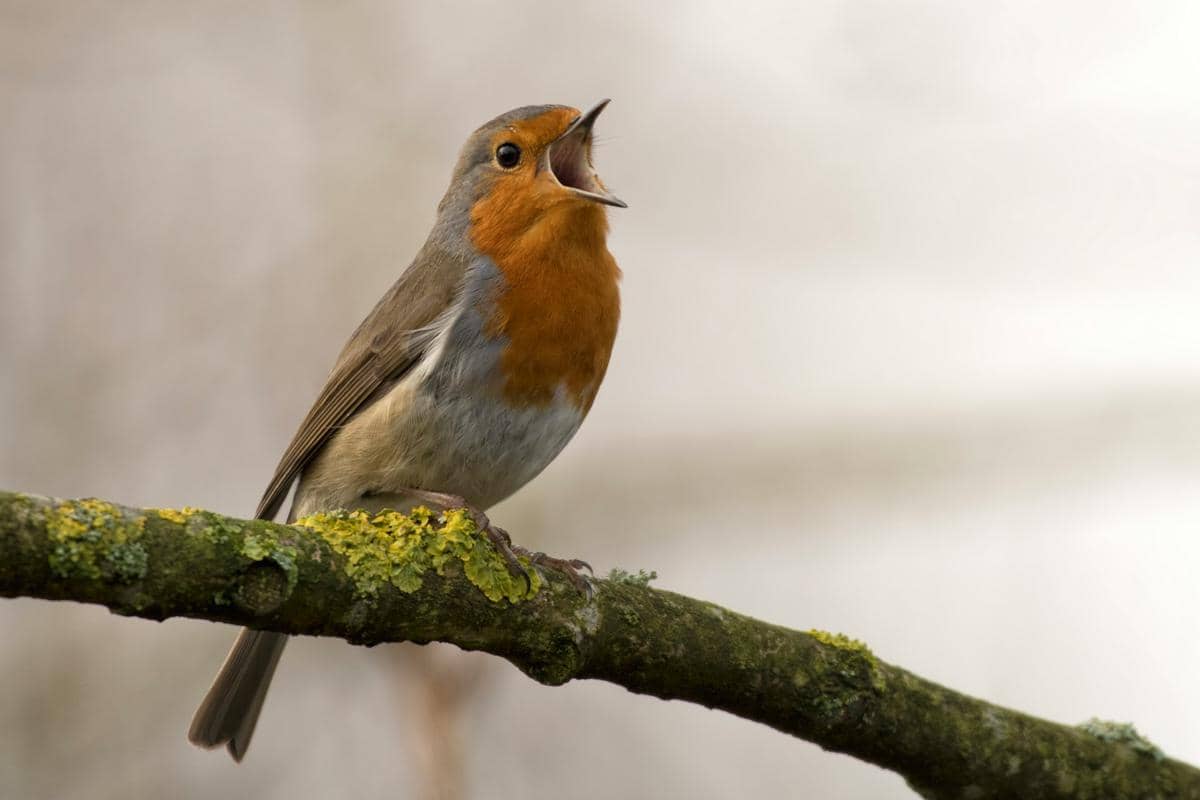 Cara Unik Burung Mempertahankan Wilayah | IDN Times