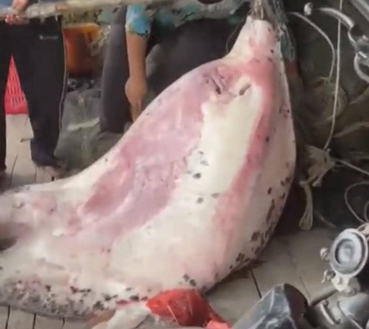 Heboh! Nelayan di Kalbar Dapat Ikan Pari Jumbo Berbobot 100 Kilogram ...